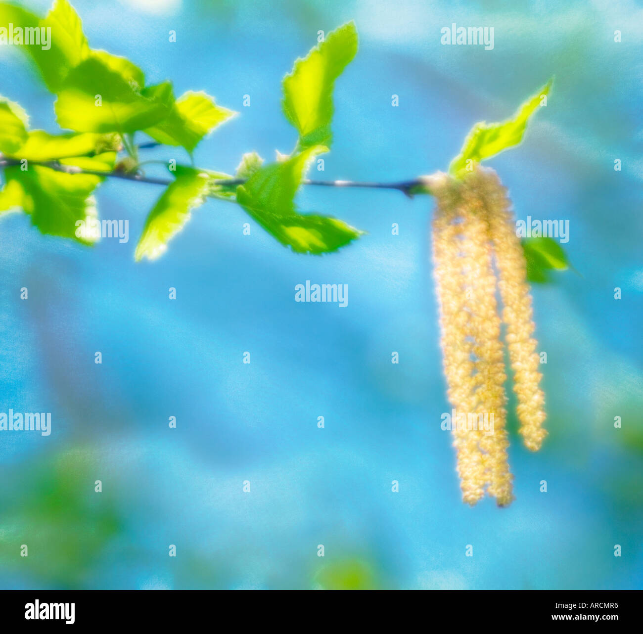 Graceful birch trees hi-res stock photography and images - Alamy