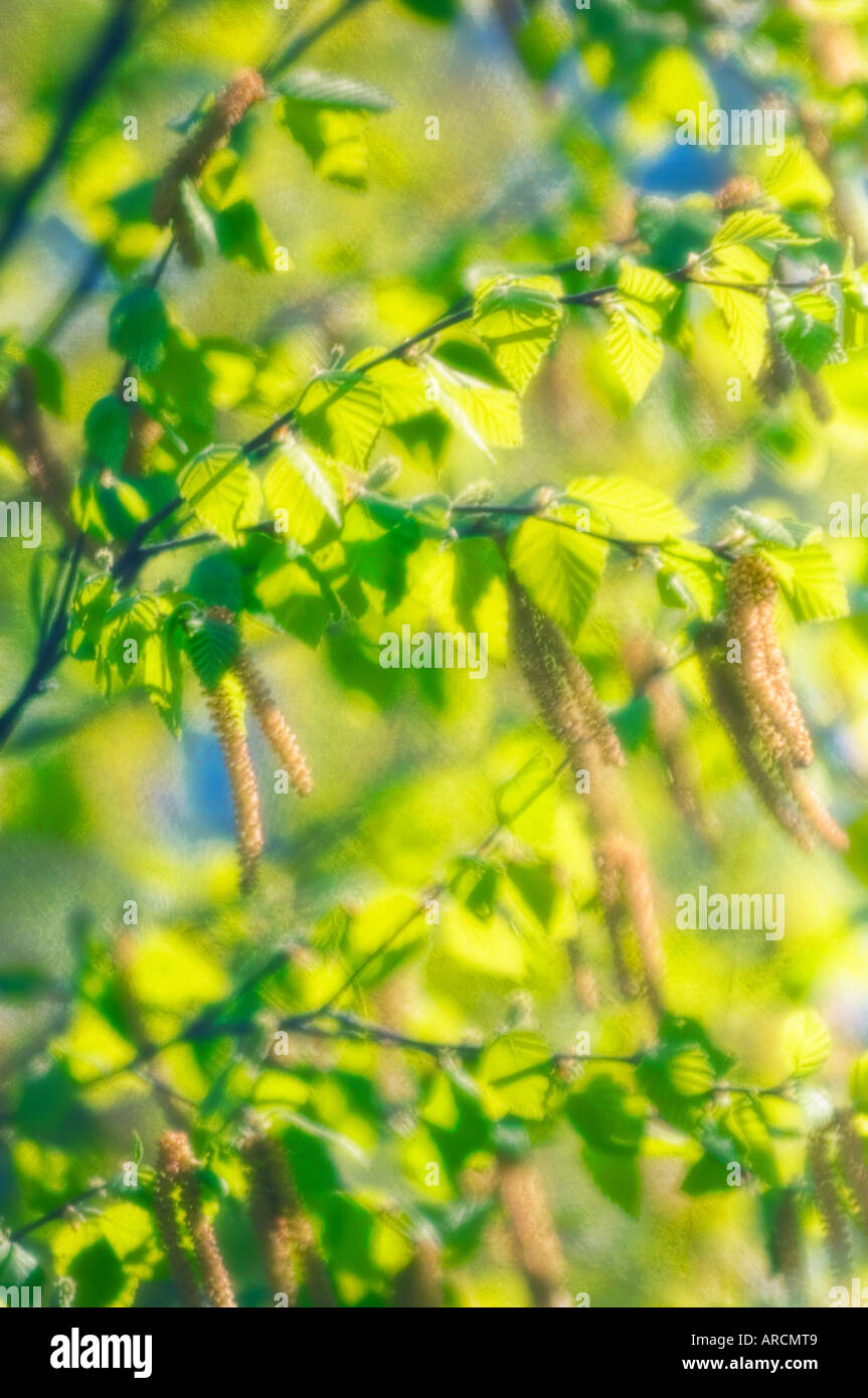 Graceful birch trees hi-res stock photography and images - Alamy