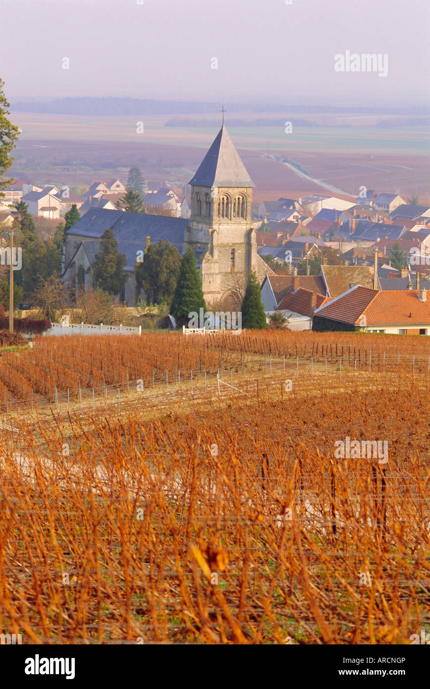 Vineyard, Le Mesnil sur Oger, Champagne, France, Europe Stock Photo - Alamy