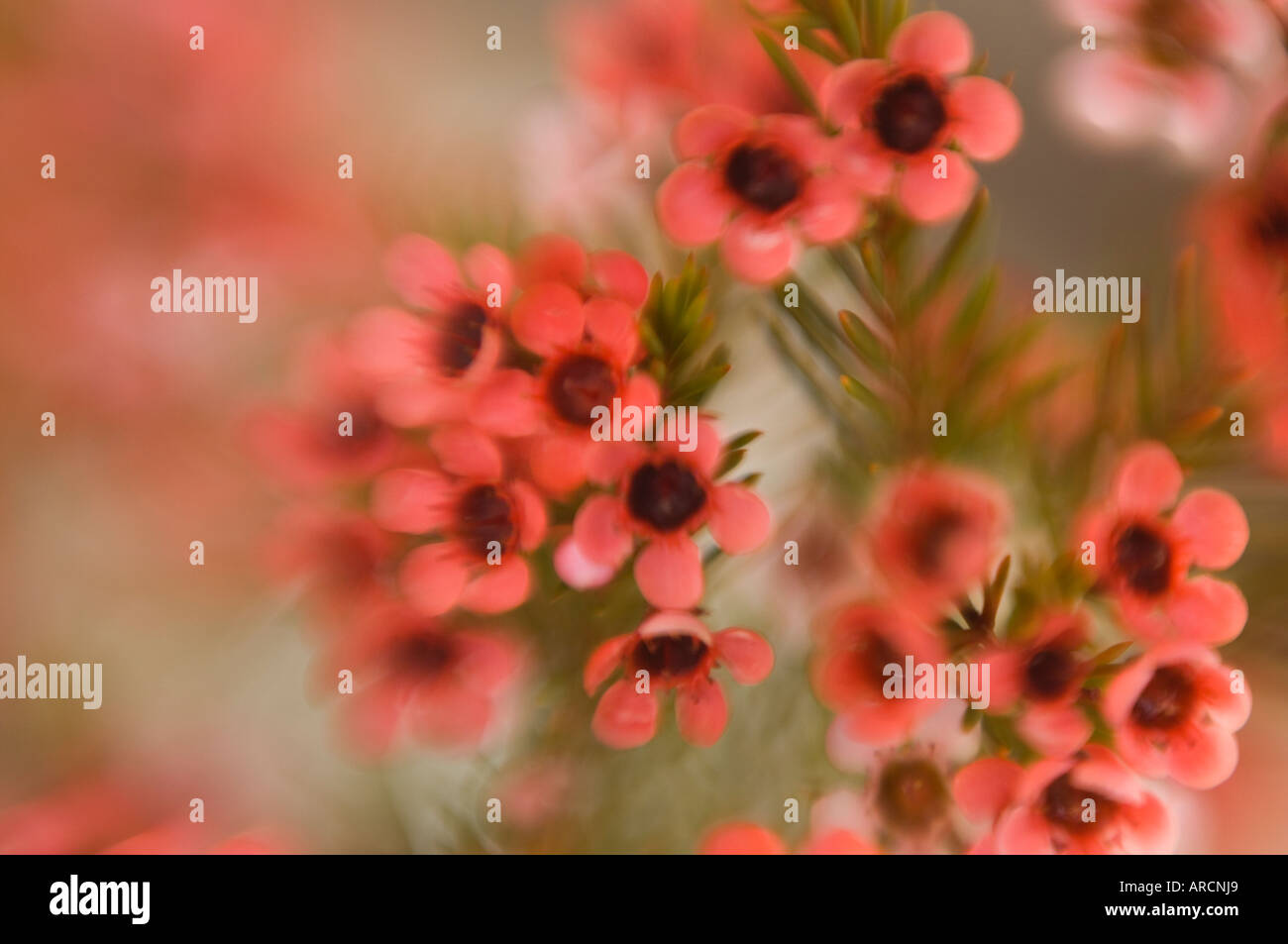 Waxflower in Bloom Stock Photo - Alamy