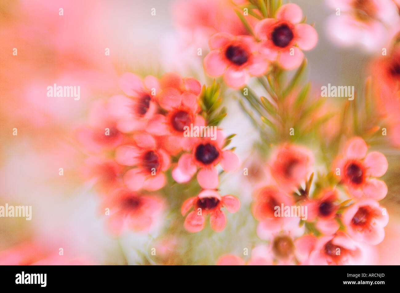 Waxflower in Bloom Stock Photo - Alamy