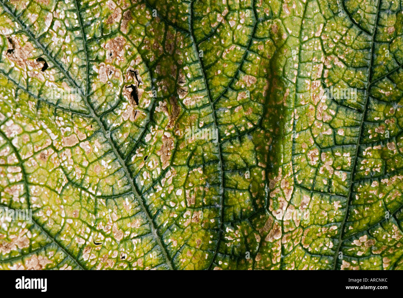 Sickly plant hi-res stock photography and images - Alamy
