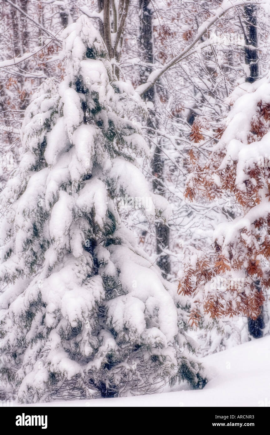 Winter Cypress. Cypress Tree Covered with Snow Stock Photo - Alamy