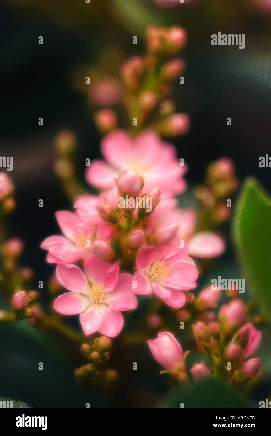 Indian hawthorn hi-res stock photography and images - Alamy