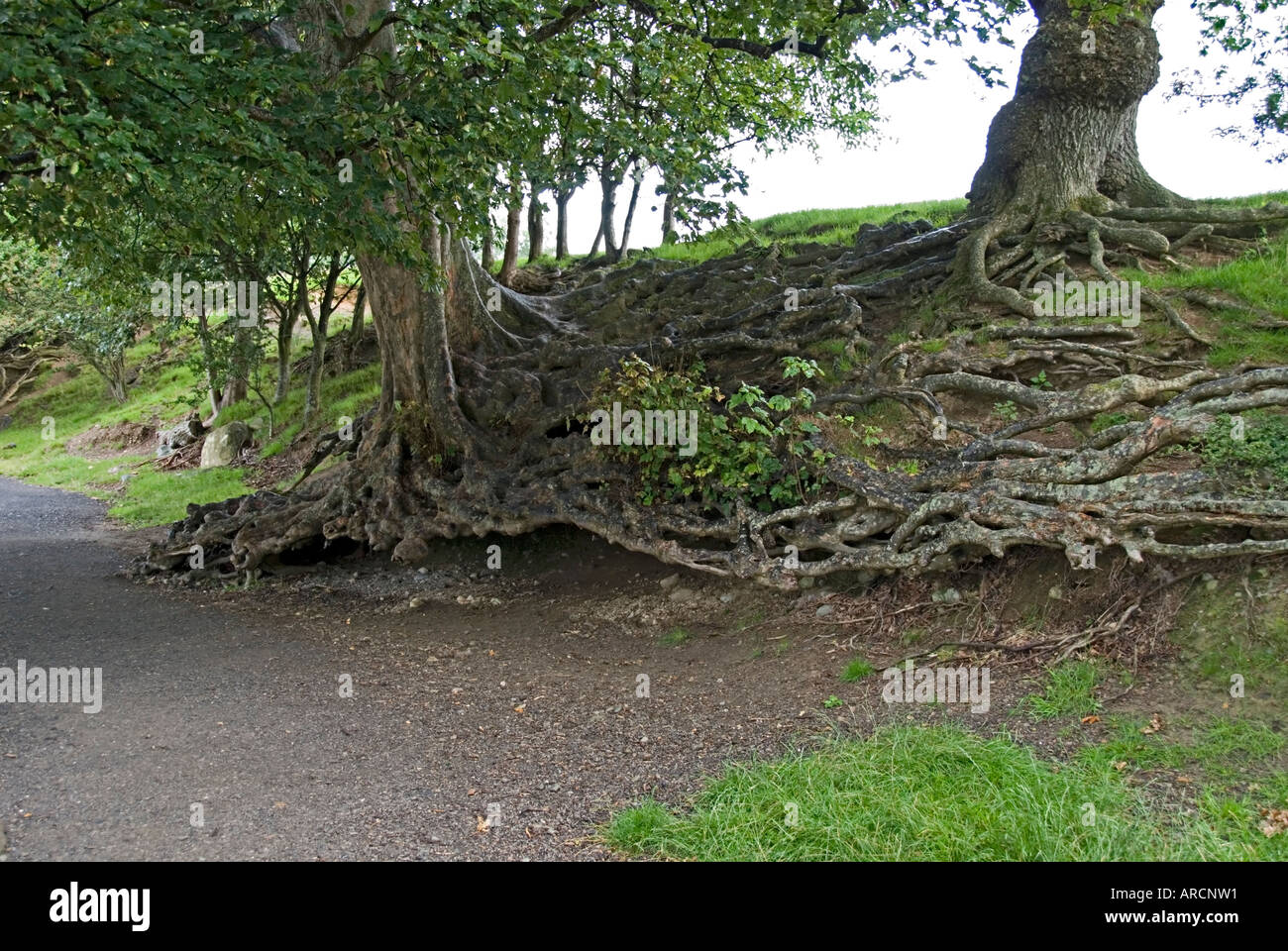 Trees with their roots on the surface Stock Photo - Alamy