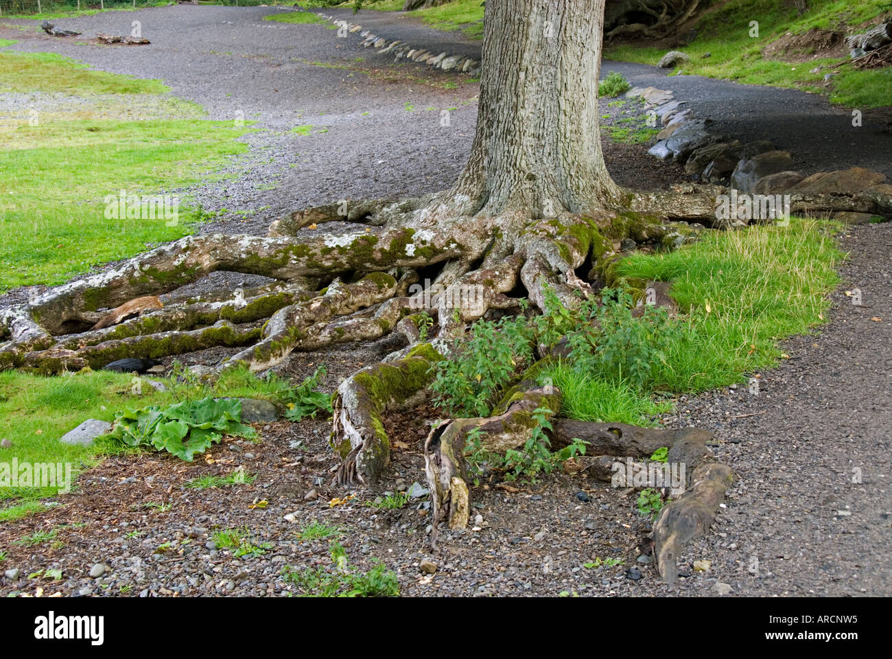 Trees with their roots on the surface Stock Photo - Alamy