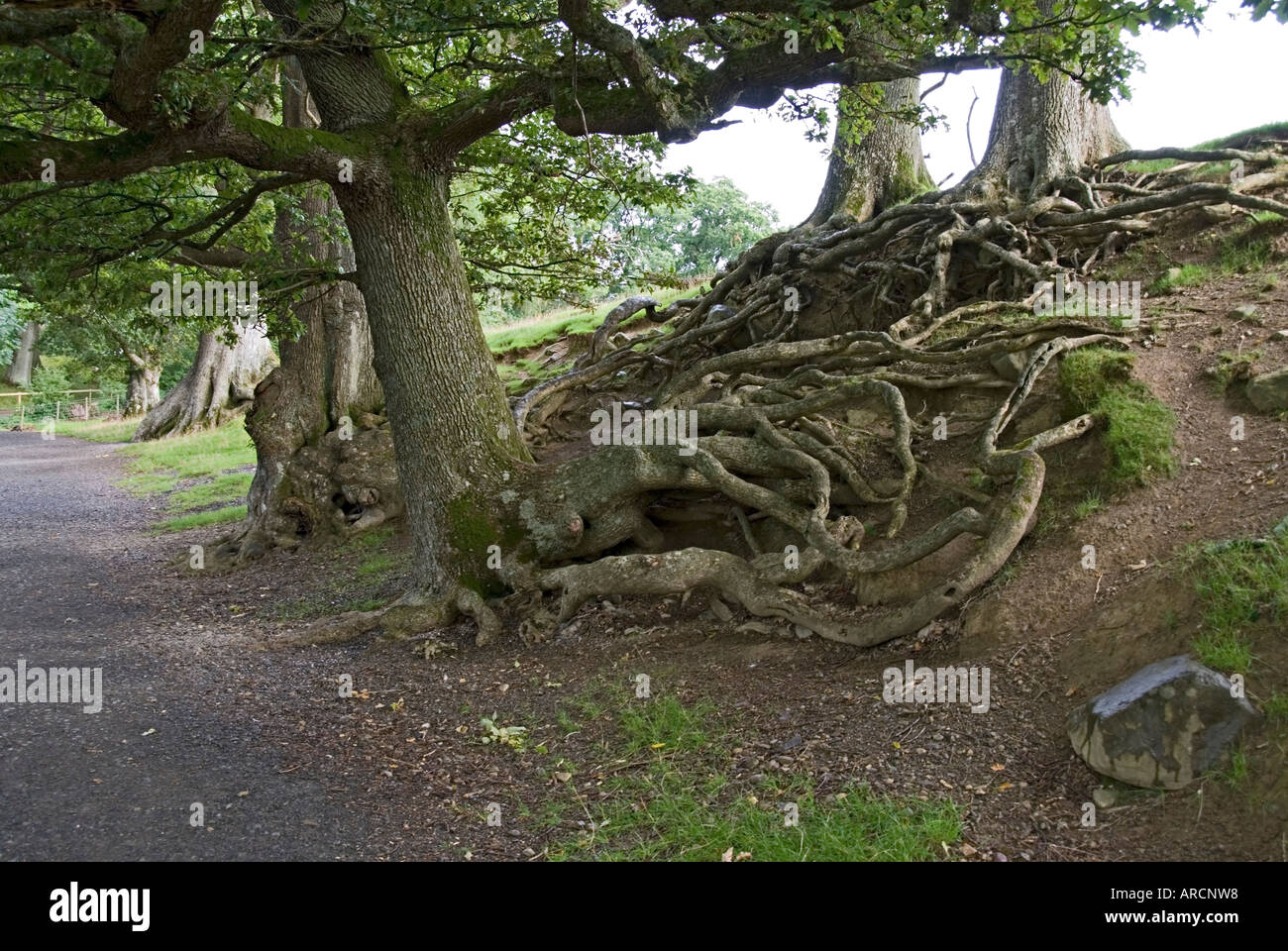 Trees with their roots on the surface Stock Photo - Alamy
