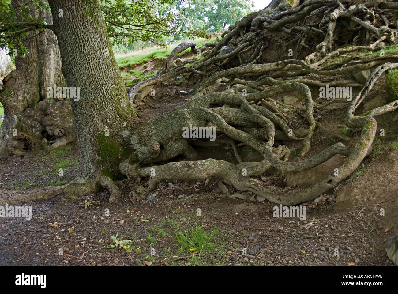 Trees with their roots on the surface Stock Photo - Alamy