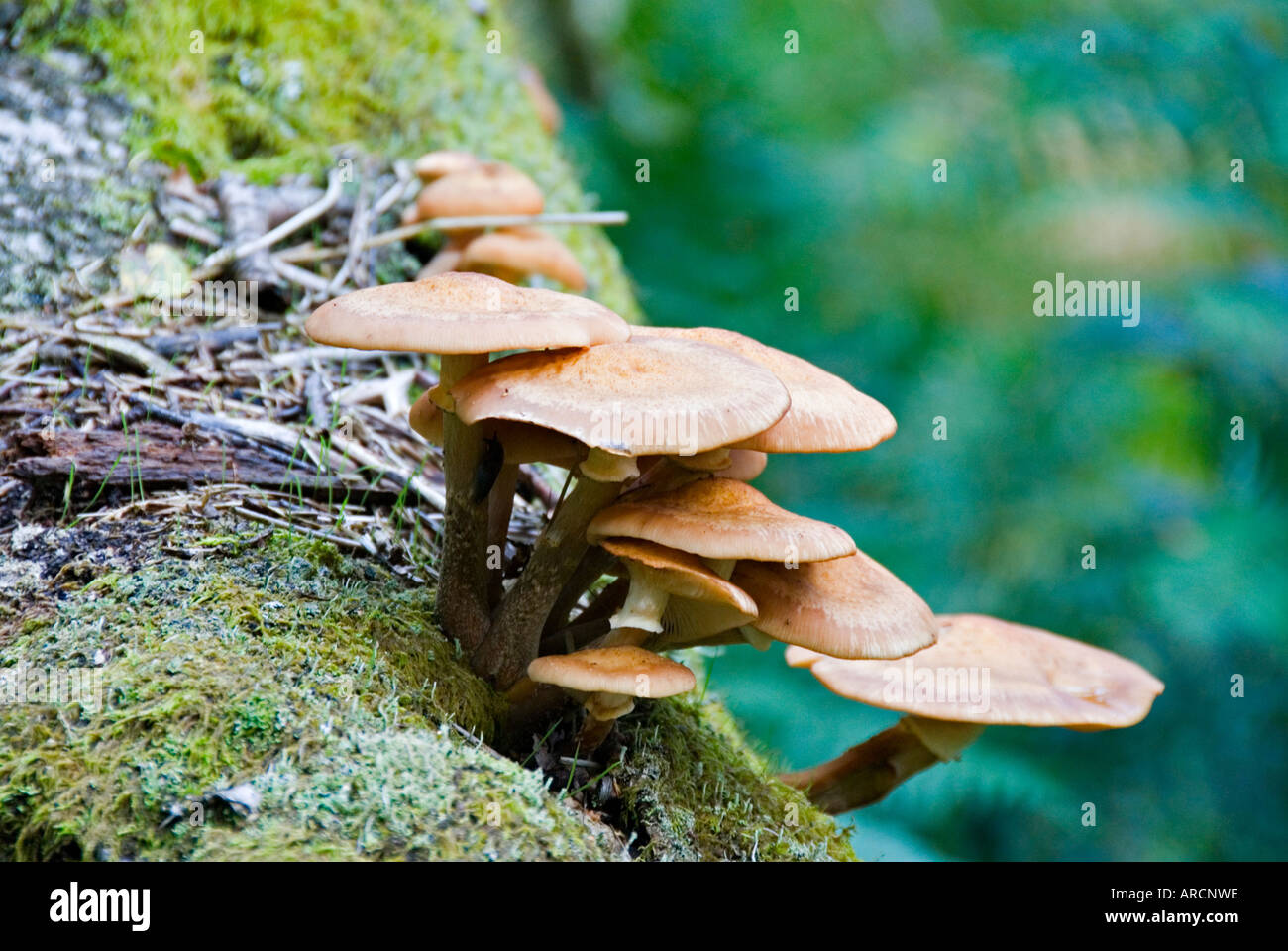 Fungus growing on the side of a fallen dead tree Stock Photo - Alamy