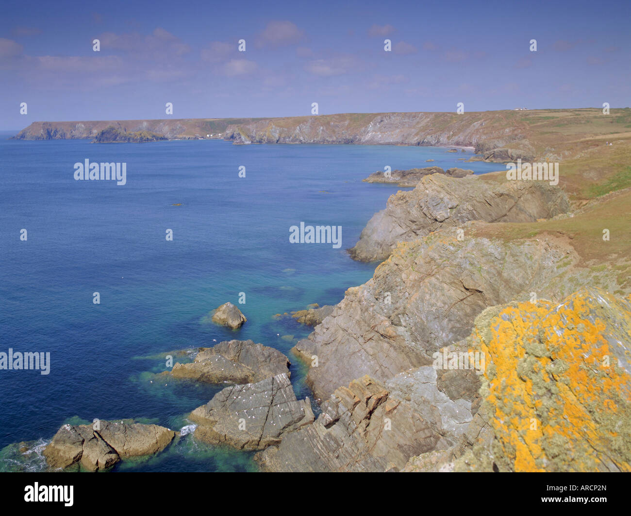 Lizard england hi-res stock photography and images - Alamy