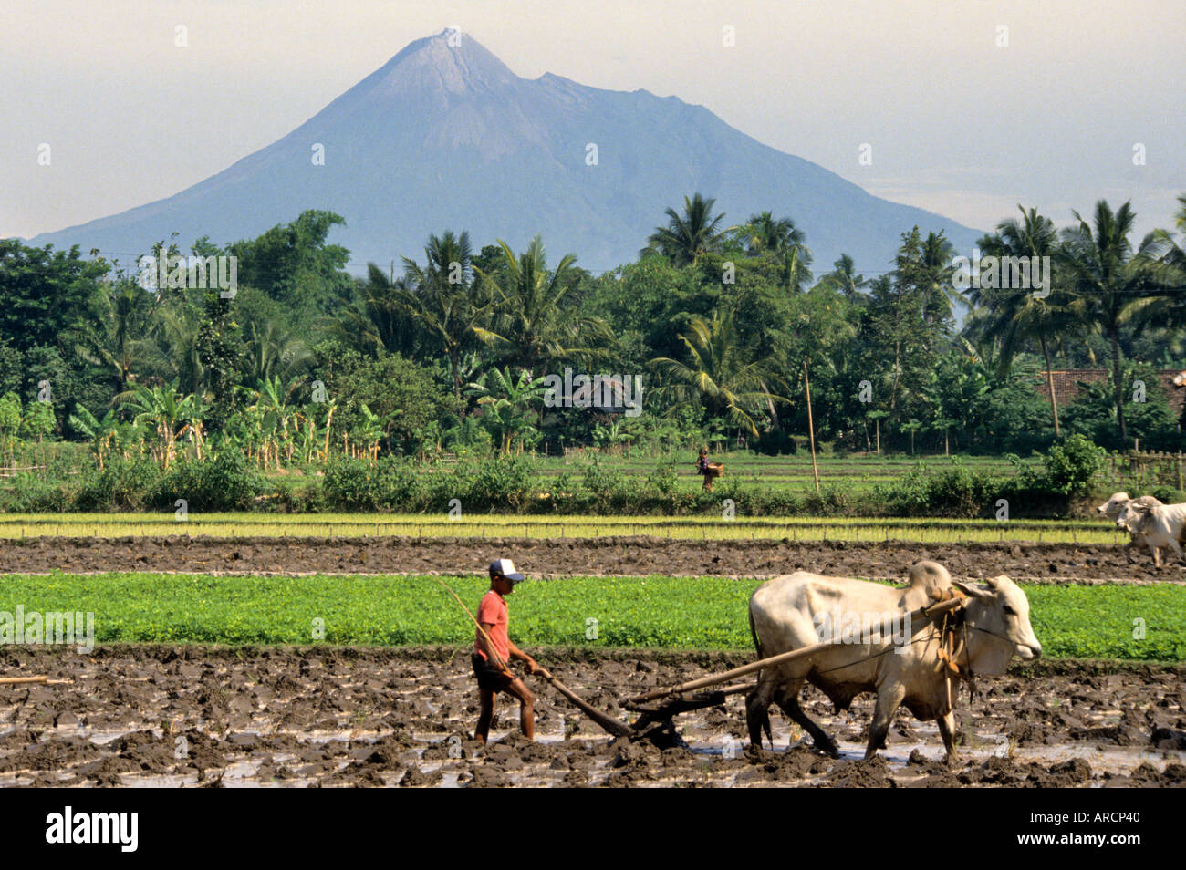 Java Javanese rice paddy field harvest cow Bromo Vulcan plowing Stock ...