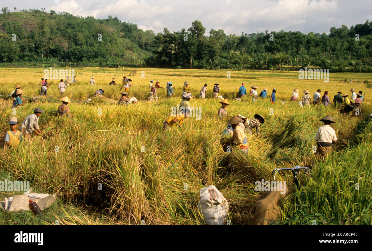 Javanese island hi-res stock photography and images - Alamy