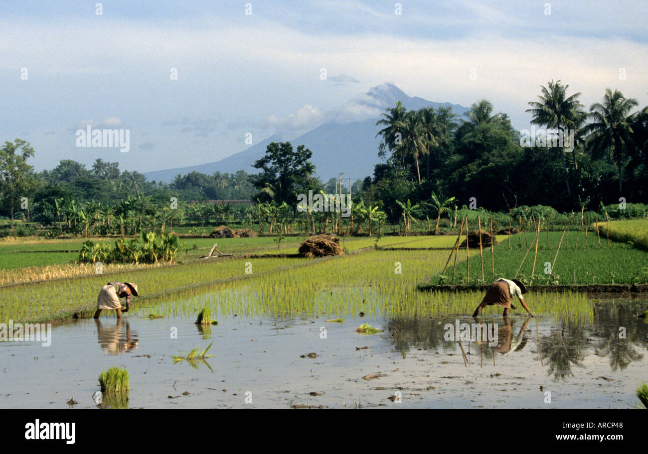 Java Javanese rice paddy field harvest women vulcan bromo Stock Photo ...