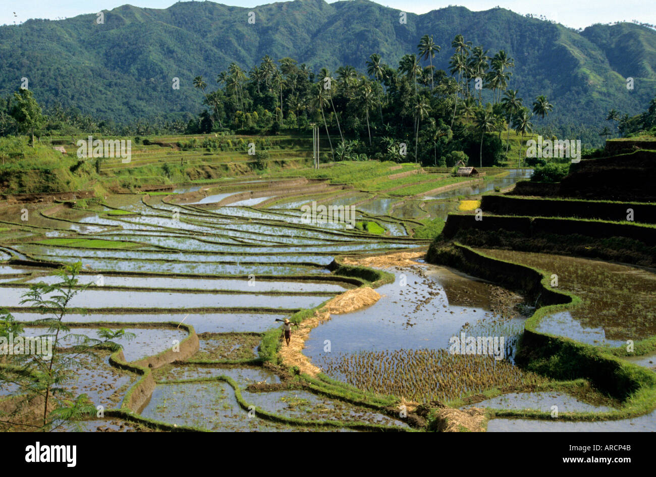 Java Javanese rice paddy field harvest women Stock Photo - Alamy