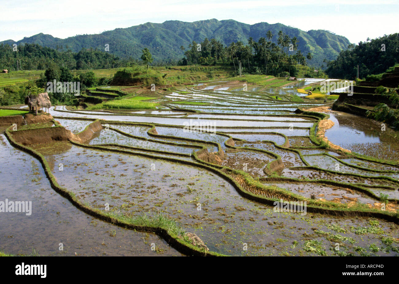 Javanese farmer hi-res stock photography and images - Alamy