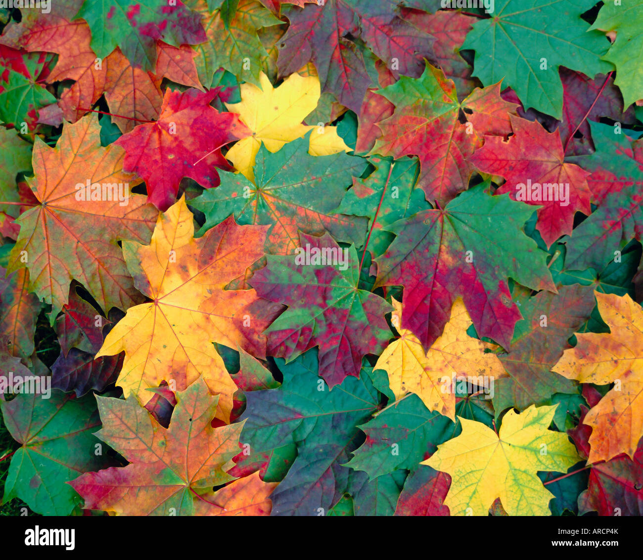 Contemporary autumn photograph hi-res stock photography and images - Alamy