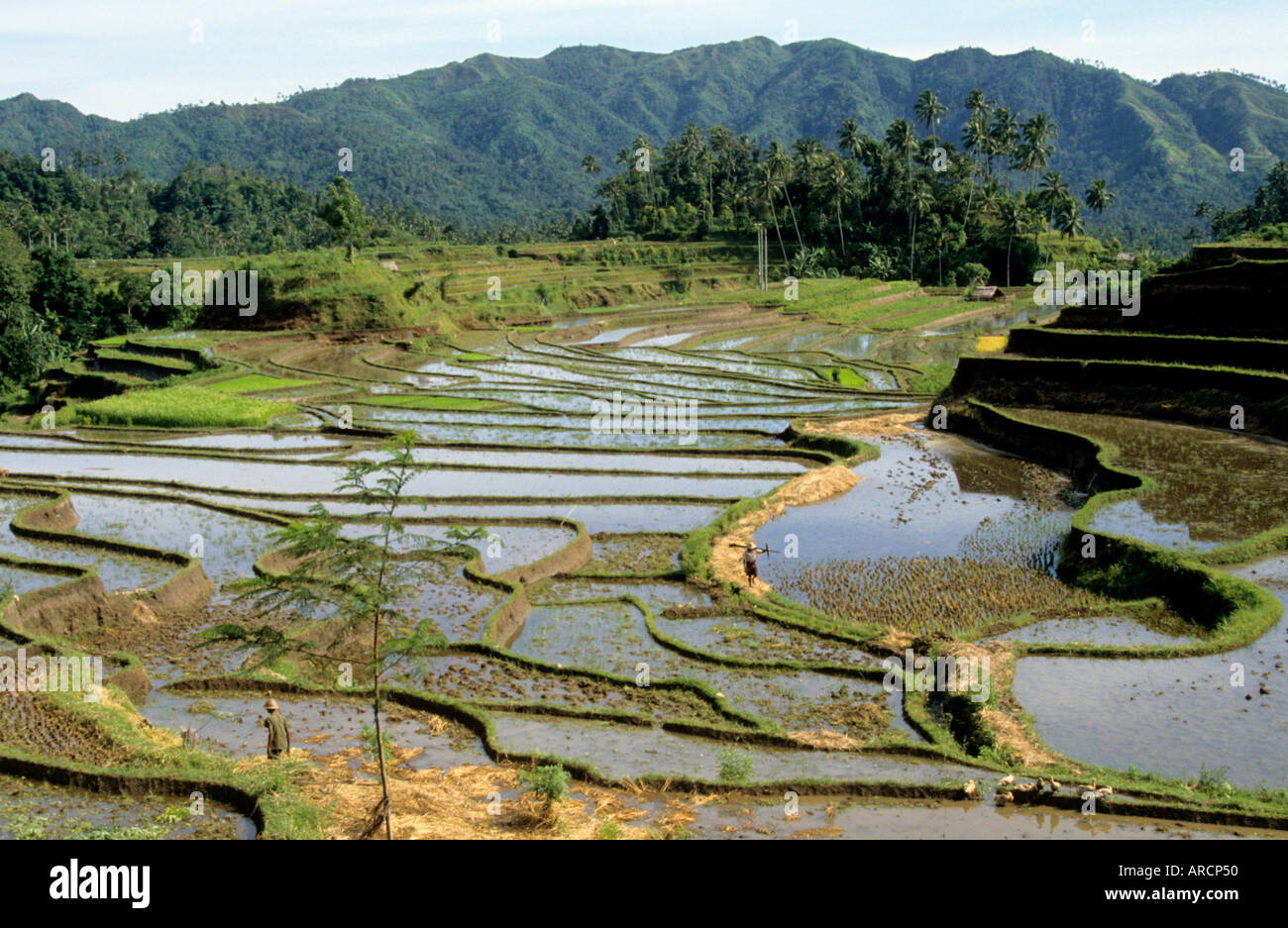 Java Javanese rice paddy field harvest women Stock Photo - Alamy