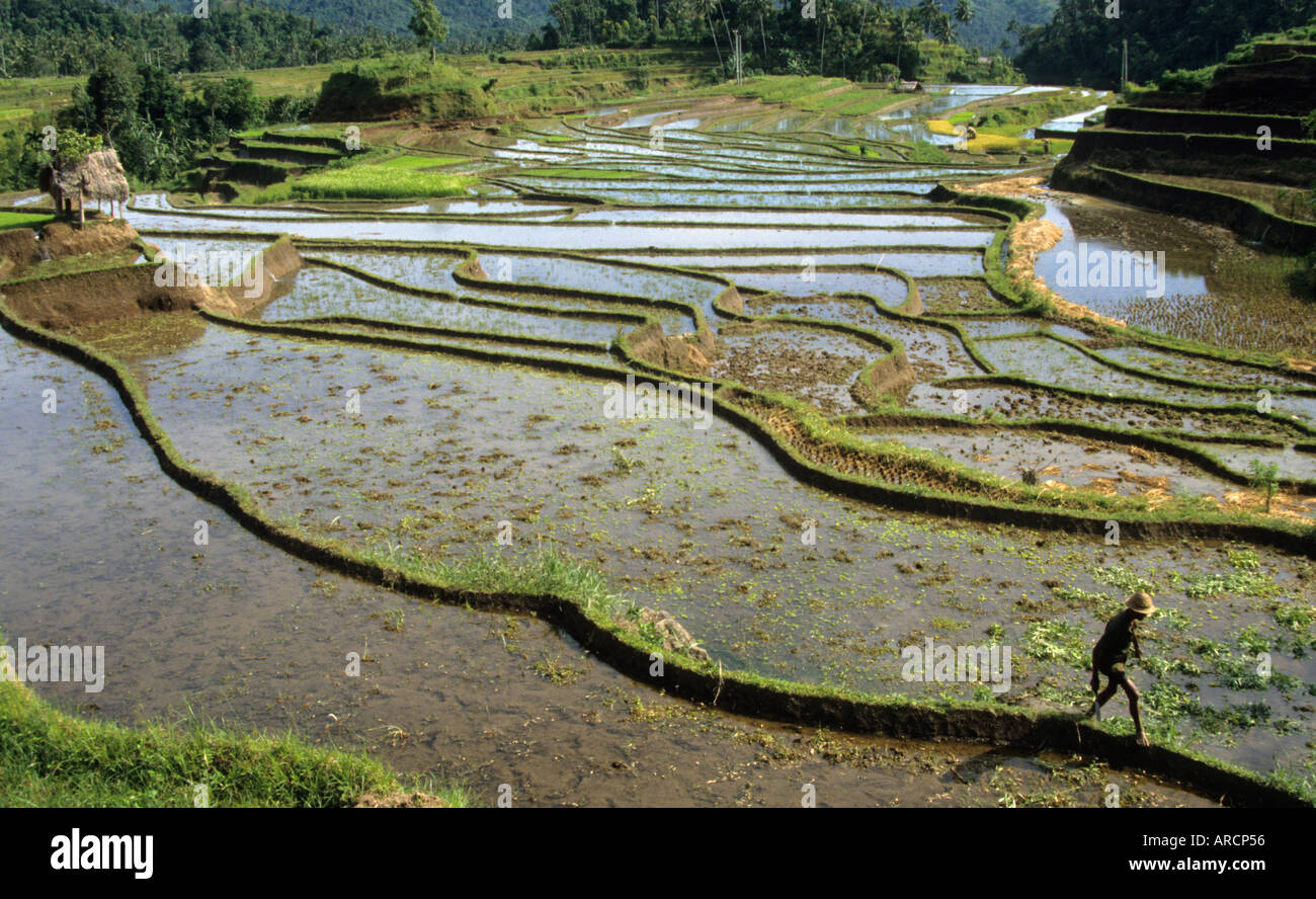 Javanese women hi-res stock photography and images - Alamy