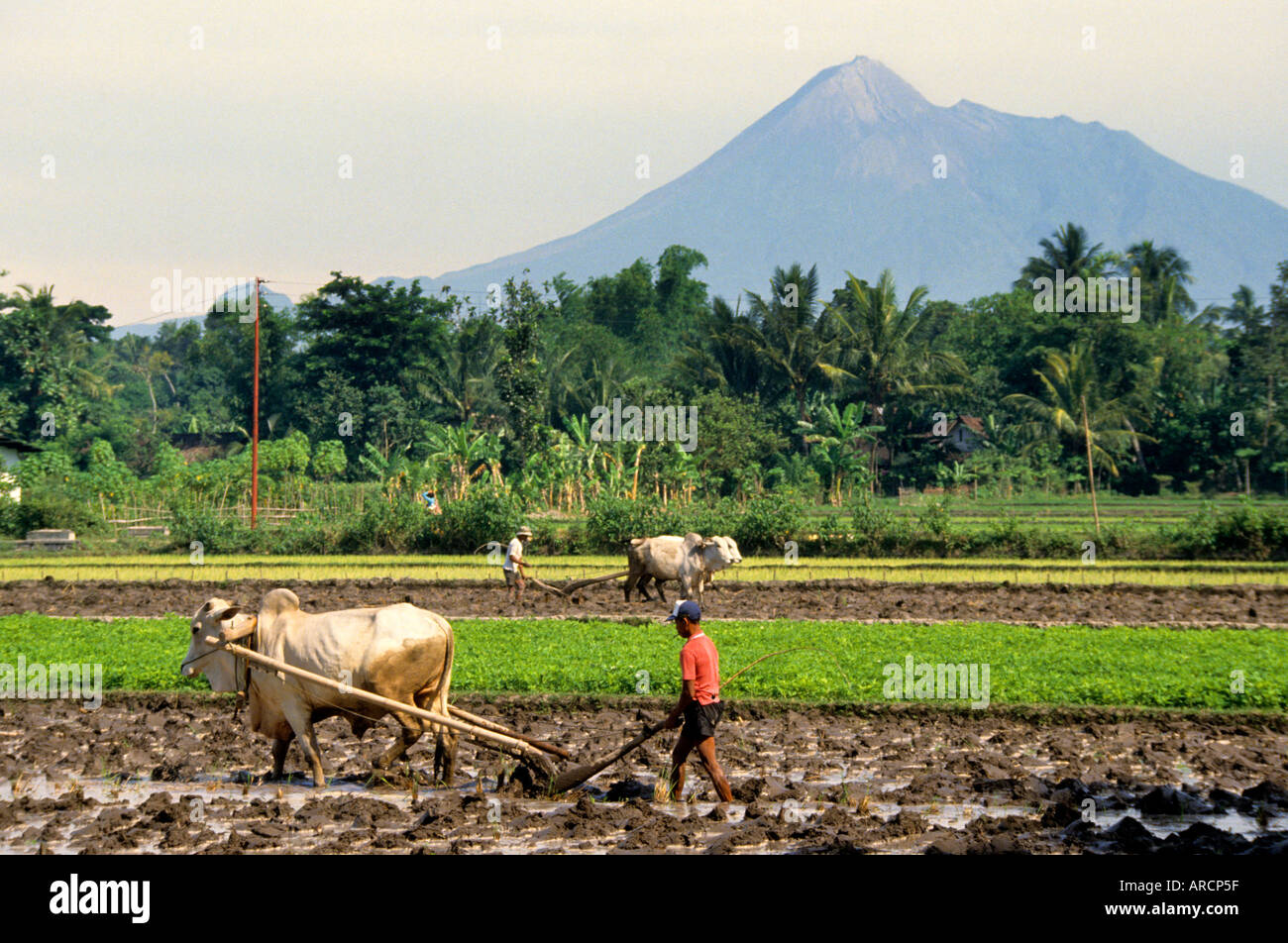 Javanese rice farmer hi-res stock photography and images - Alamy