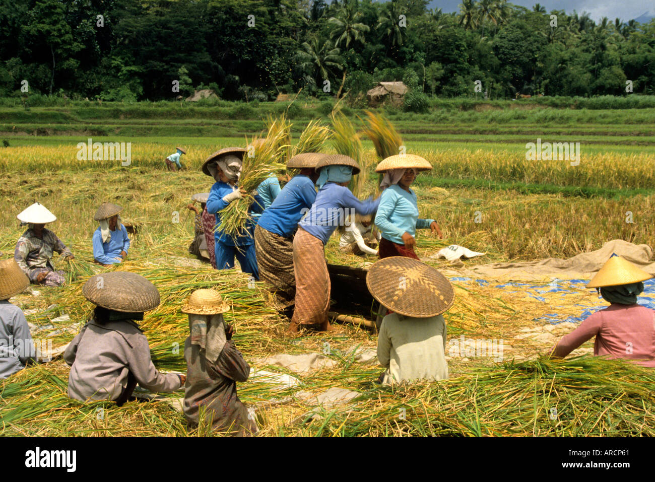 Java Javanese rice paddy field harvest women Stock Photo - Alamy