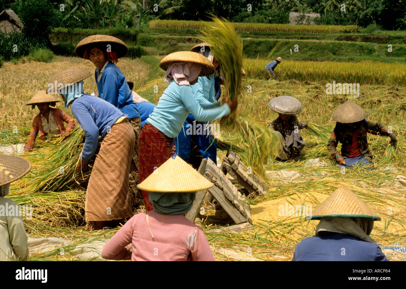 Rice husking hi-res stock photography and images - Alamy