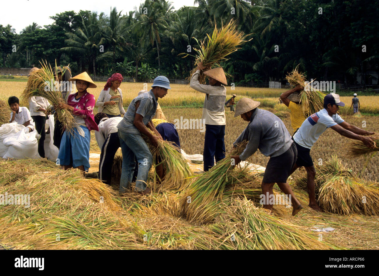 Java Javanese rice paddy field harvest women Stock Photo - Alamy