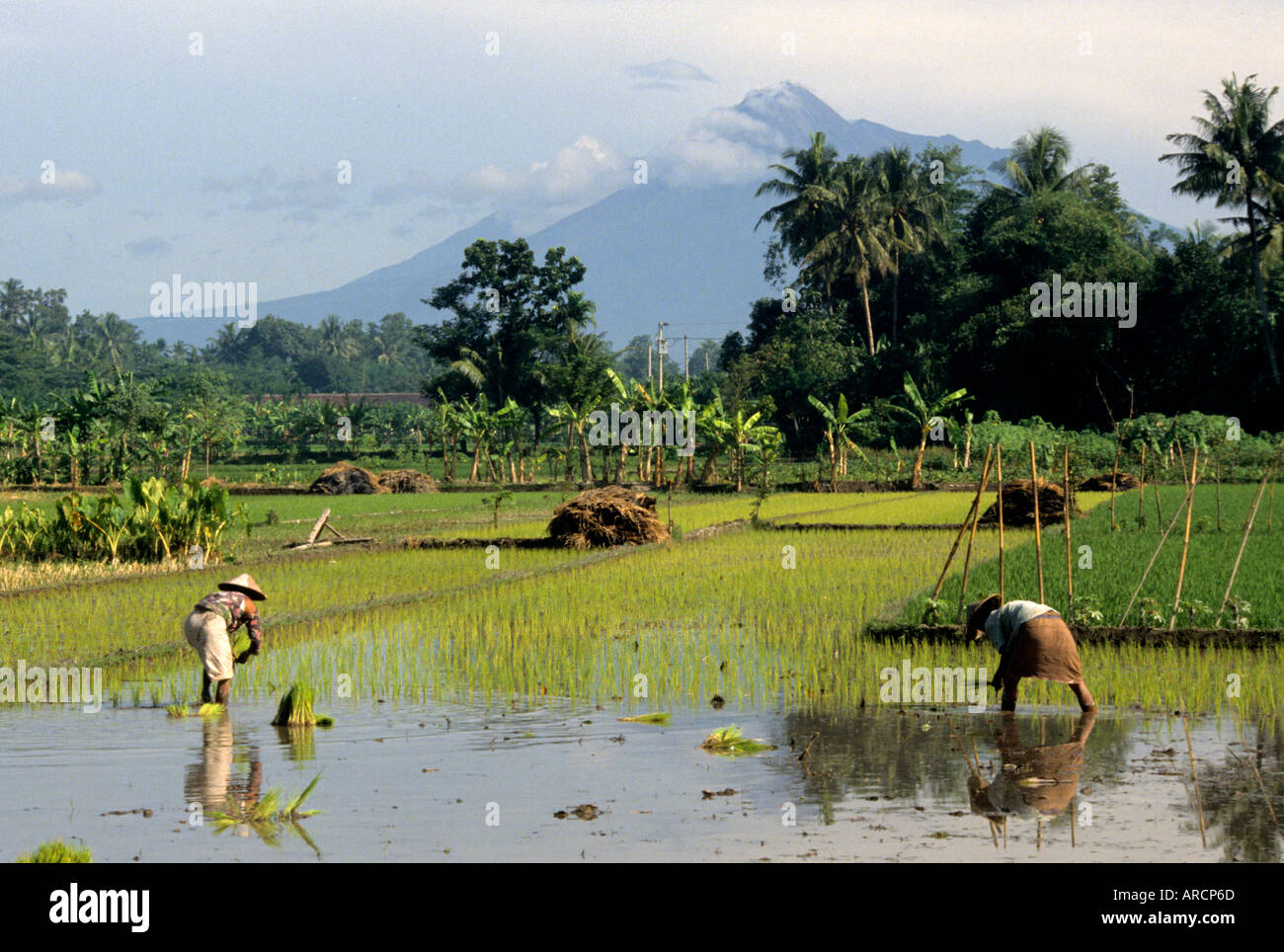 Indonesia java island landscape paddy fields hi-res stock photography ...
