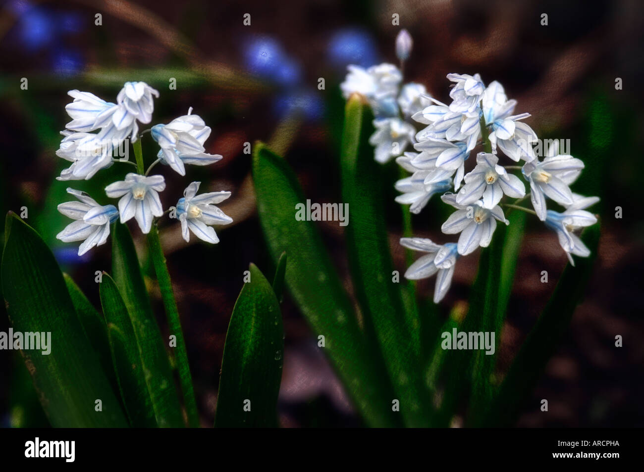 Pushkinia hi-res stock photography and images - Alamy