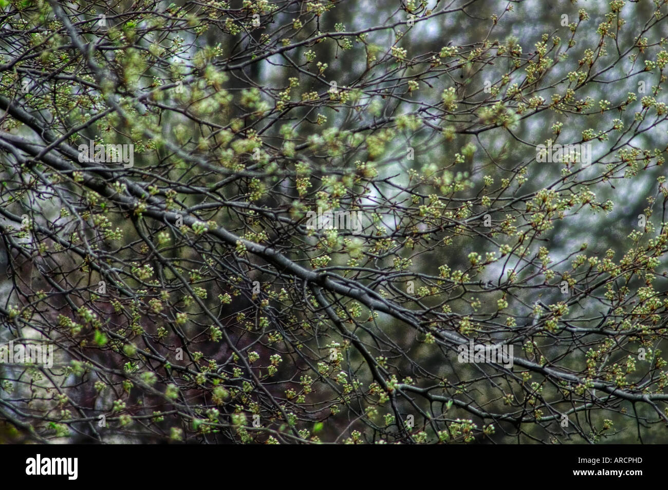 Pennsylvania hawthorn hi-res stock photography and images - Alamy