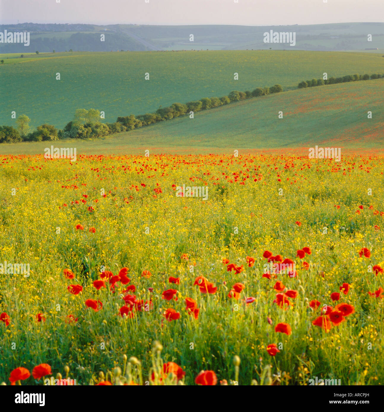 Poppy fields, South Downs, Sussex, England, UK, Europe Stock Photo - Alamy