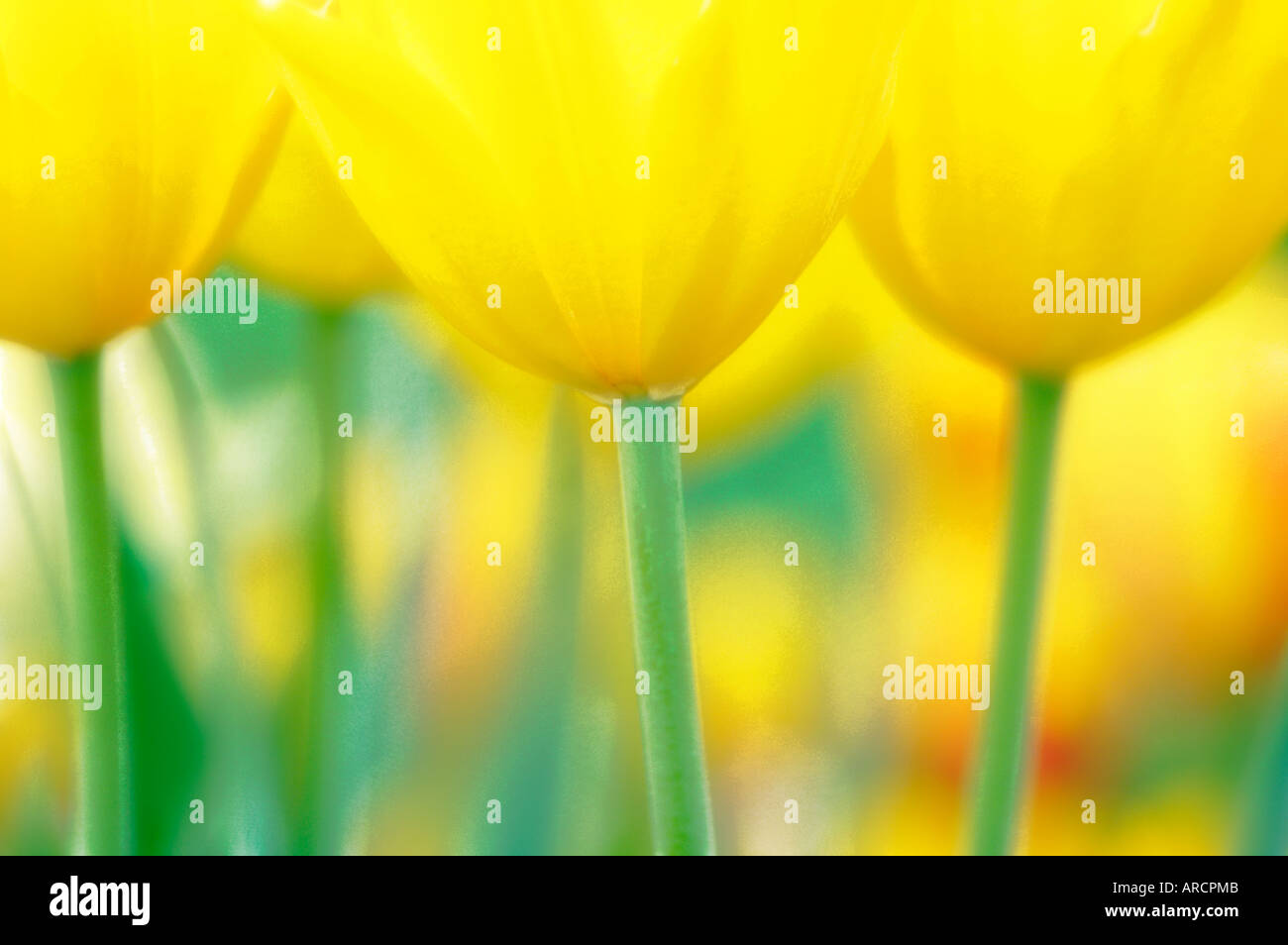 Tulips reproduction hi-res stock photography and images - Alamy