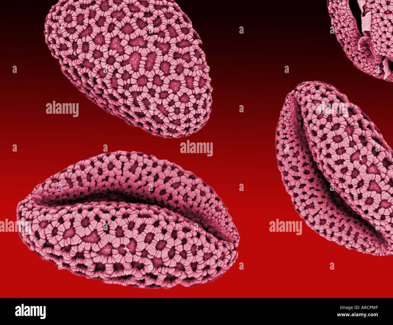A scanning electron micrograph (SEM) of pollen grains from Lilium ...