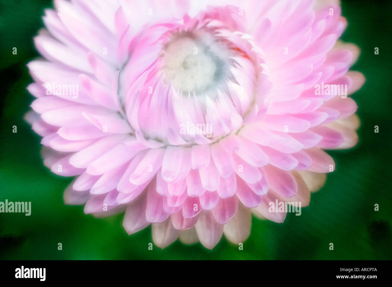 Usa everlasting dry bouquet hi-res stock photography and images - Alamy