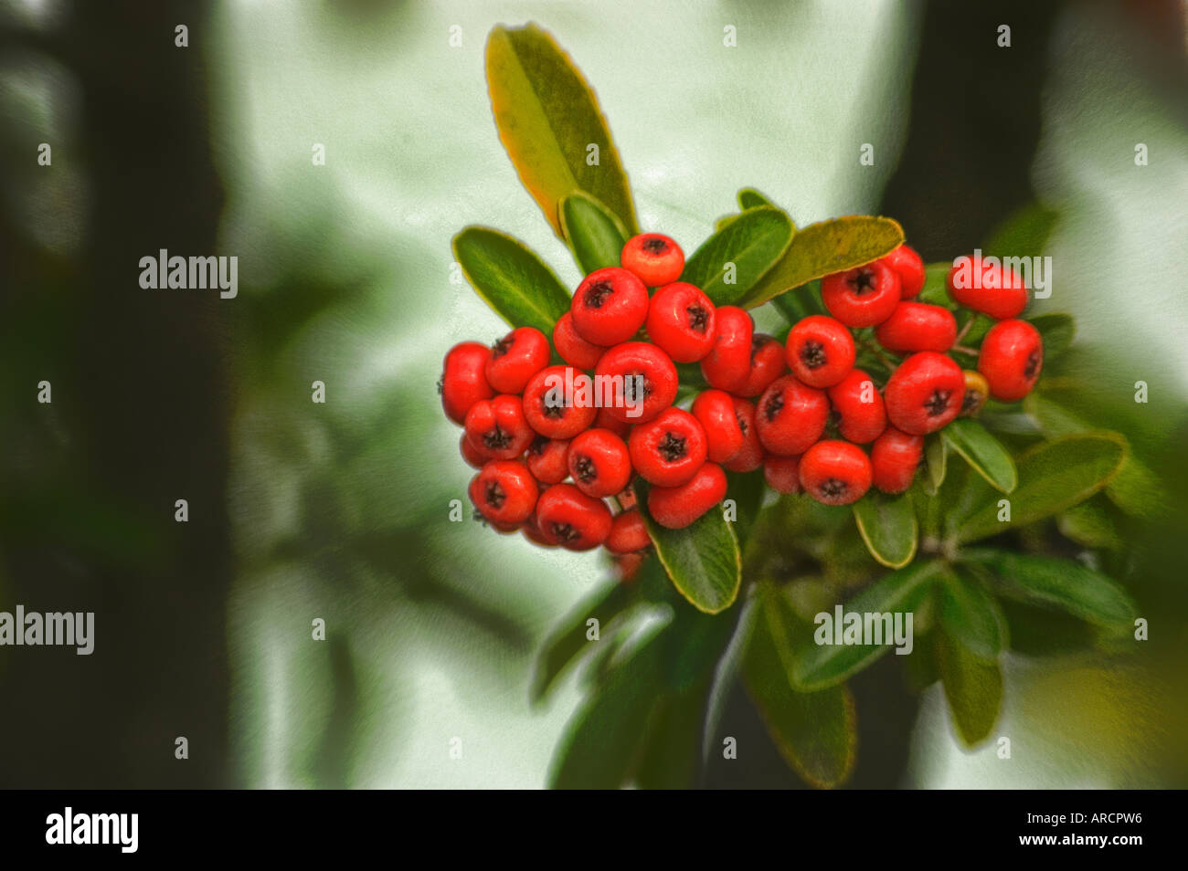 Dwarf ash tree hi-res stock photography and images - Alamy