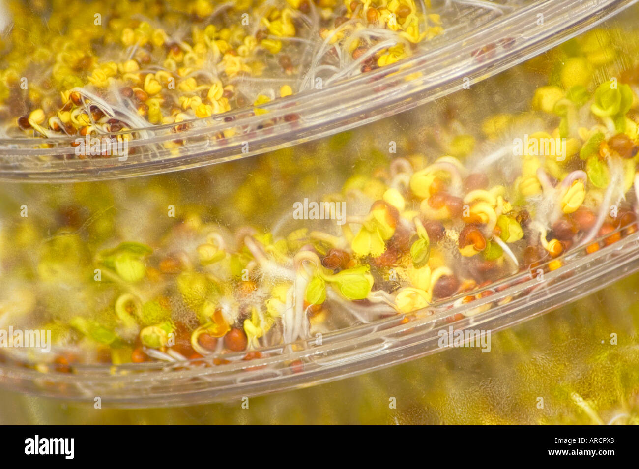 Sprouter hi-res stock photography and images - Alamy