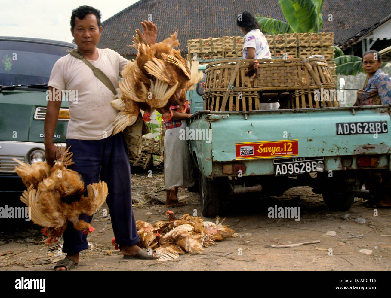 Birds of paradise bird market hi-res stock photography and images - Alamy