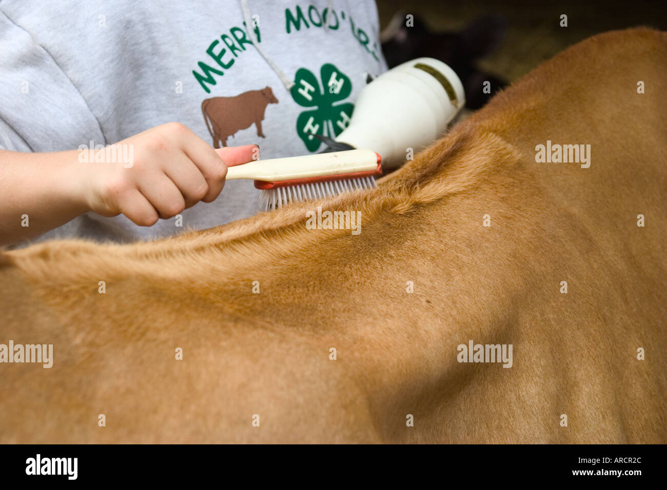 Cow being brushed by a teen girl in preparation for a cattle show Stock ...