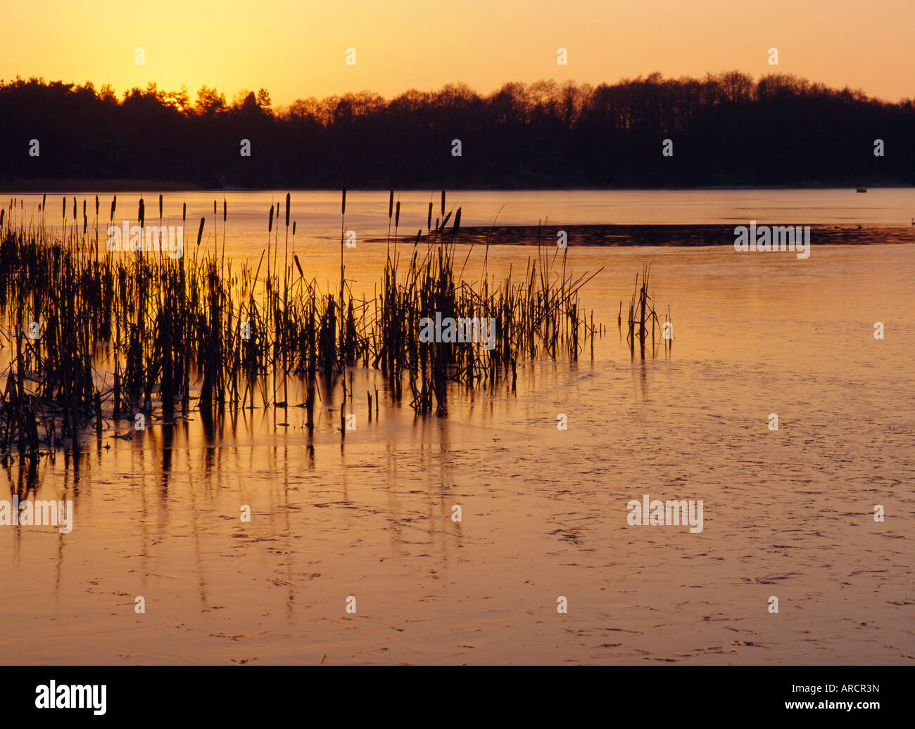 Frensham pond hi-res stock photography and images - Alamy