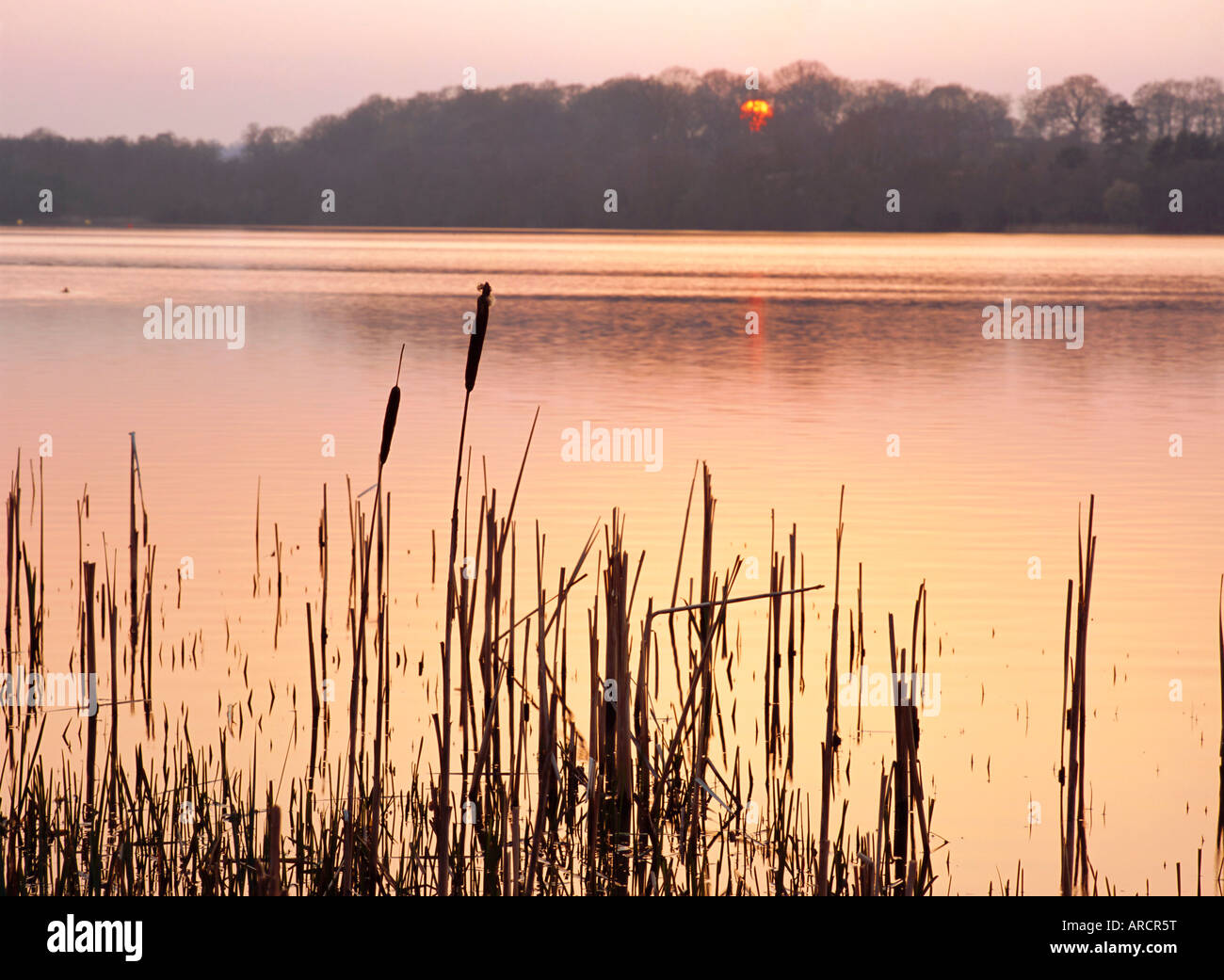 Frensham surrey hi-res stock photography and images - Alamy