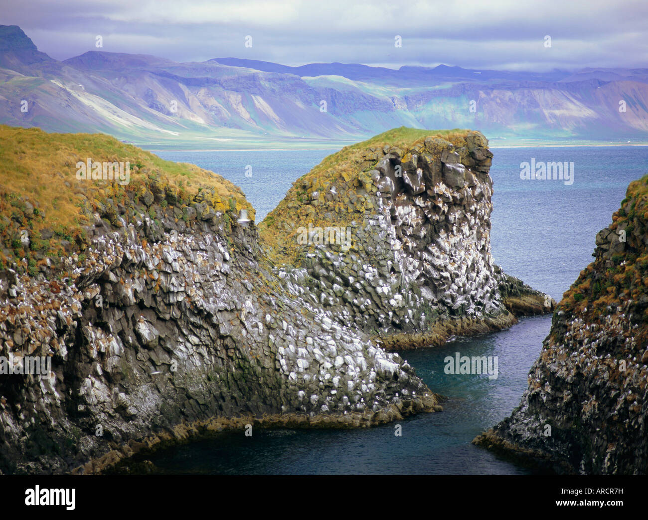Sea cliff nesting sites in the columnar basalt for sea birds such as ...