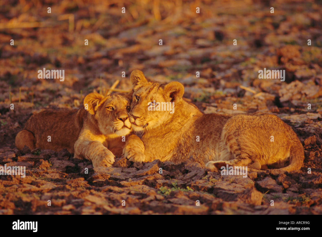 Lion Cub Hug Man Gets Lots Of Lion Love