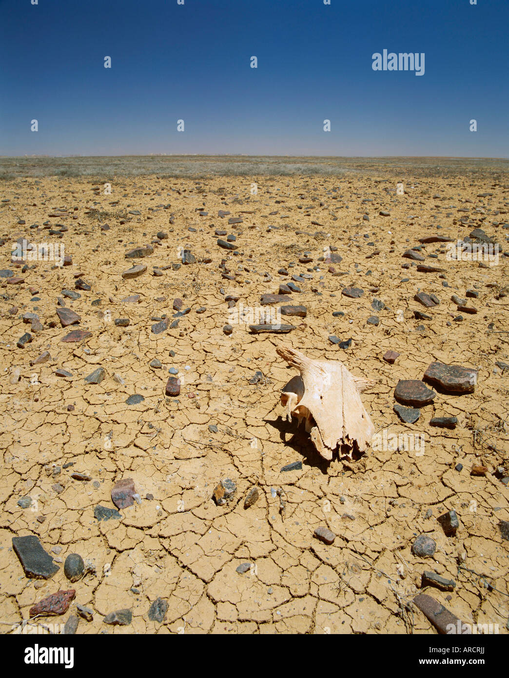 Animal skull, rocks and cracked dry earth, Outback, South Australia ...