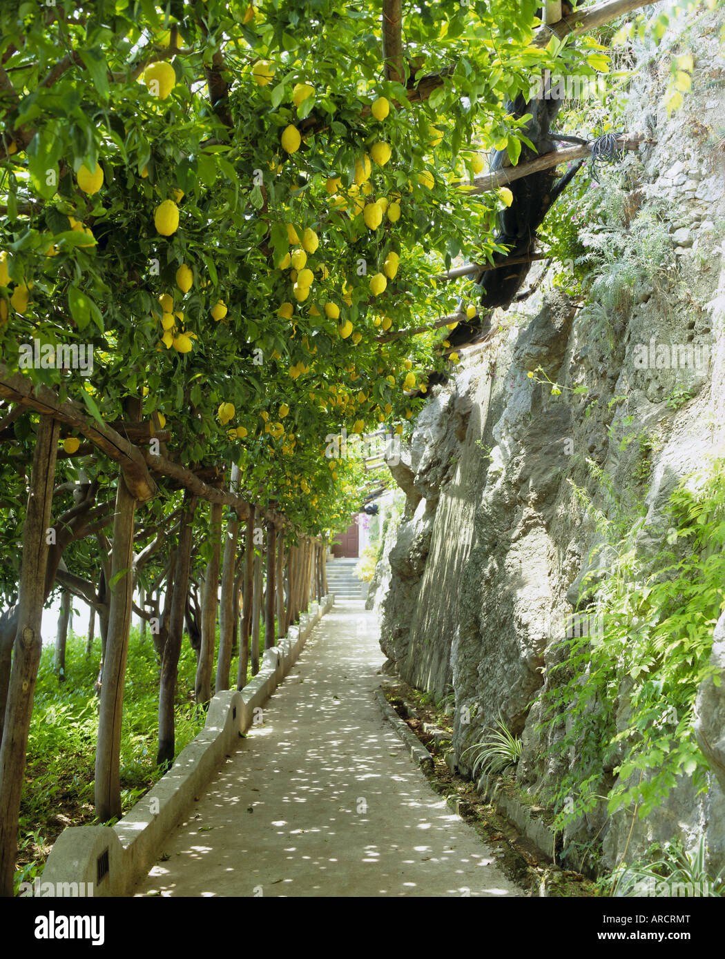 Lemon groves amalfi italy hi-res stock photography and images - Alamy