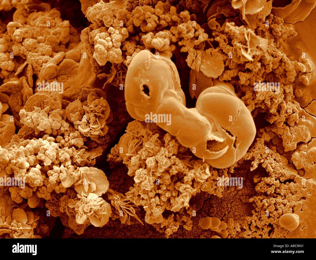 Iron rust (microscope or microscopic) hi-res stock photography and ...