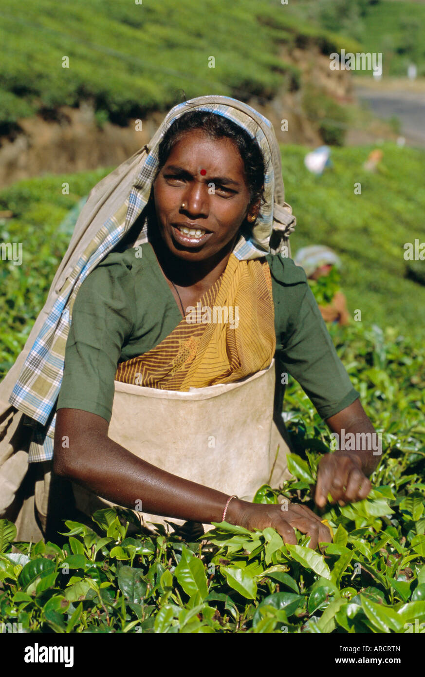 Woman picking tea, near Munnar, Western Ghats, Kerala, India Stock ...
