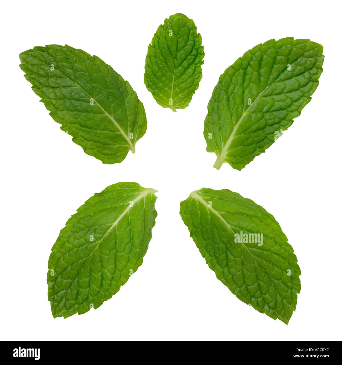 Mint Leaves Isolated Stock Photo - Alamy