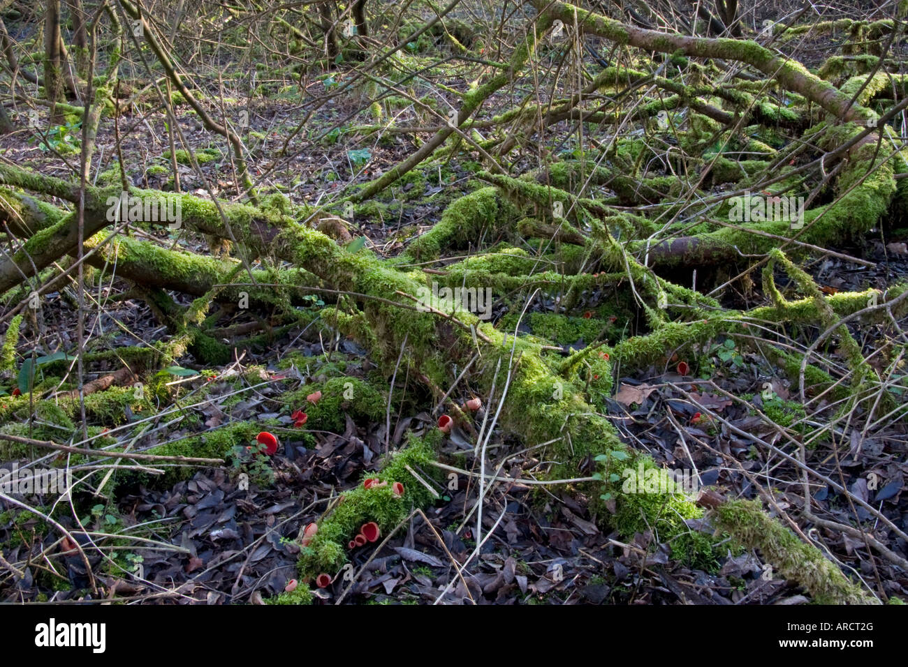 damp woodland floor with dead wood,mosses & fungus Stock Photo - Alamy
