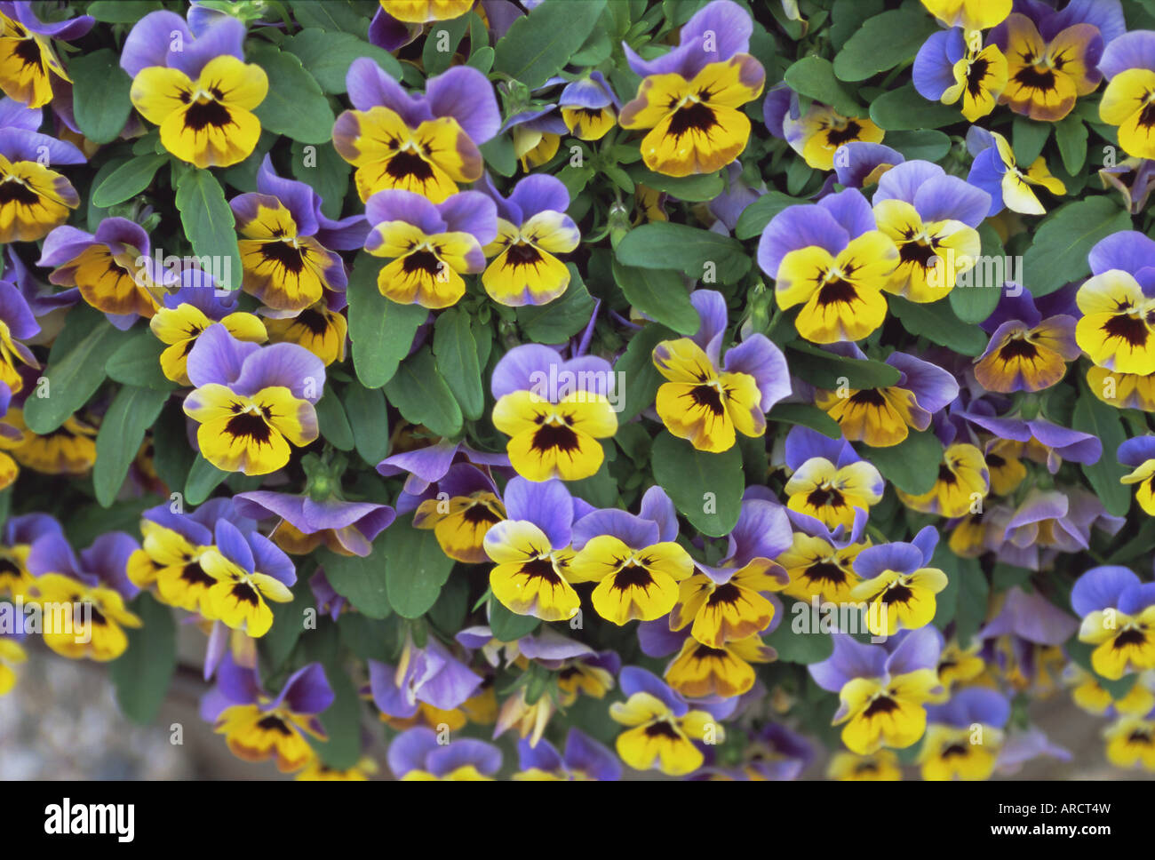 Viola flowers hi-res stock photography and images - Alamy