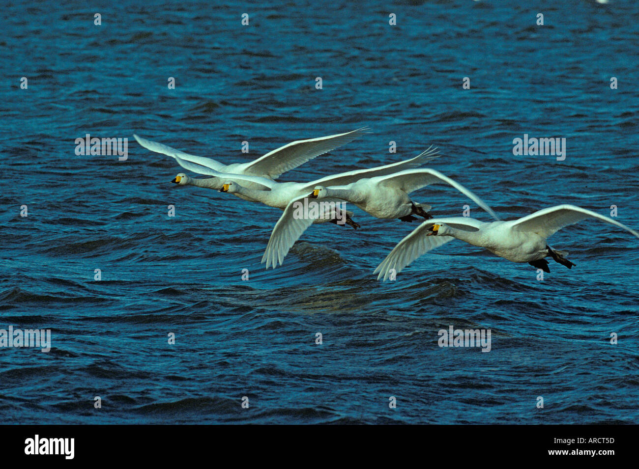 Bewick's Swan Cygnus columbianus in flight Stock Photo - Alamy