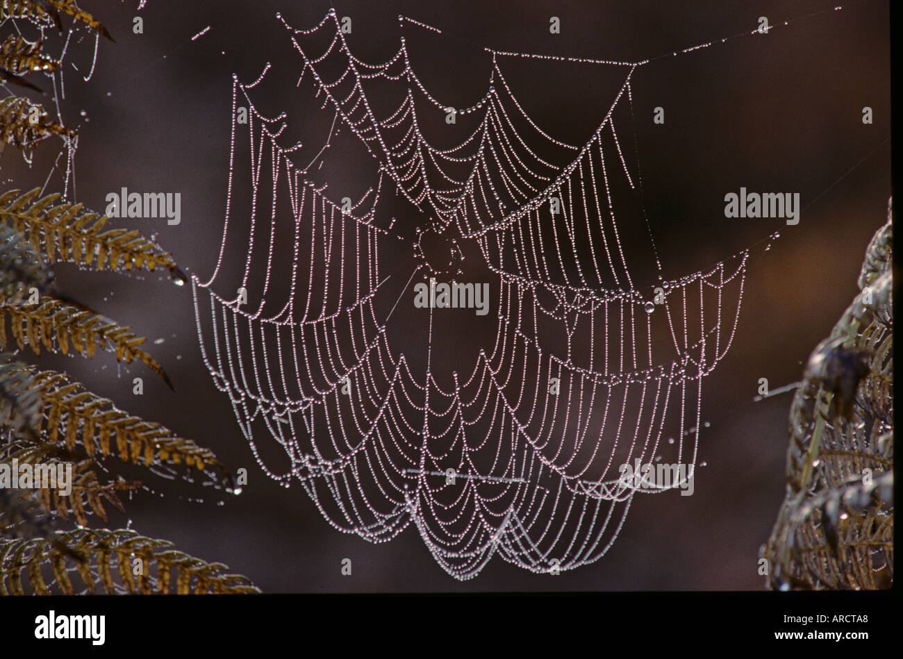All spiders build webs hi-res stock photography and images - Alamy